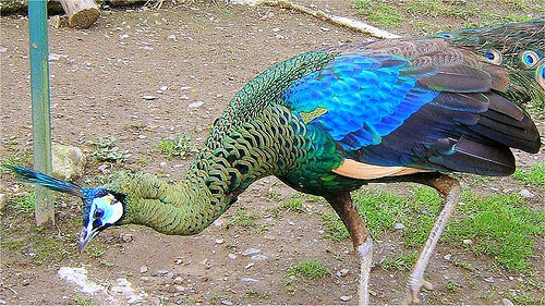 Aves de quintal: pavo muticus tambem chamado de pavão verde java!