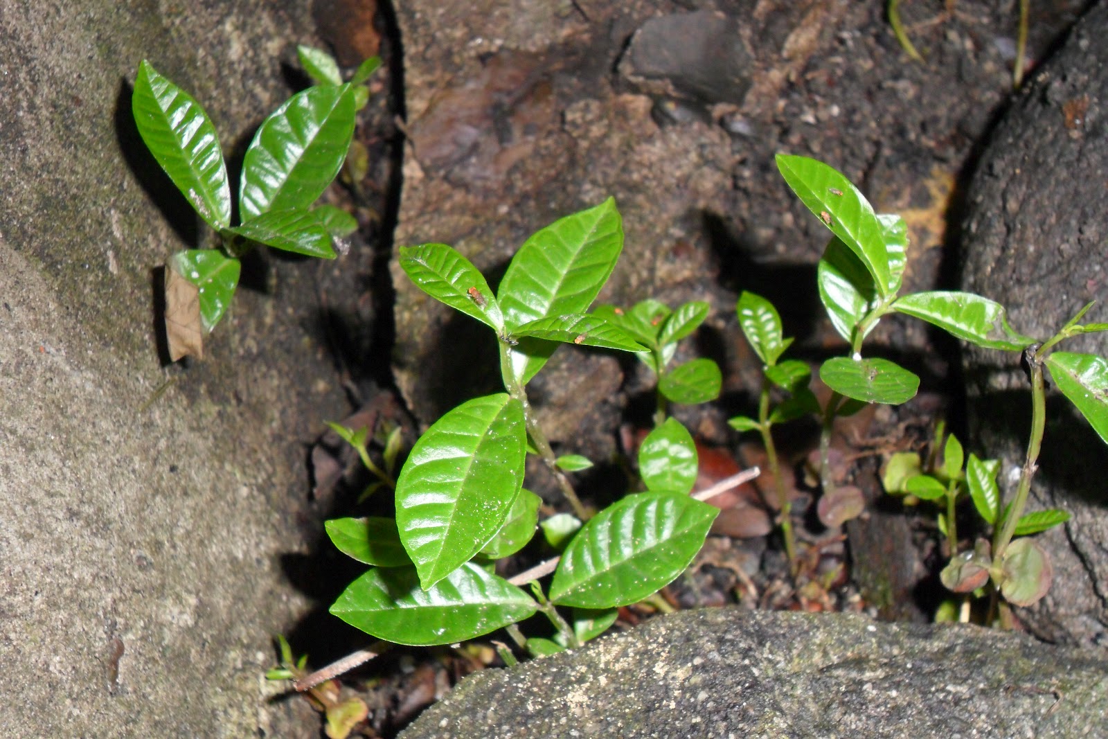 Lady Nyx: Lipote Berries (Syzygium curranii)