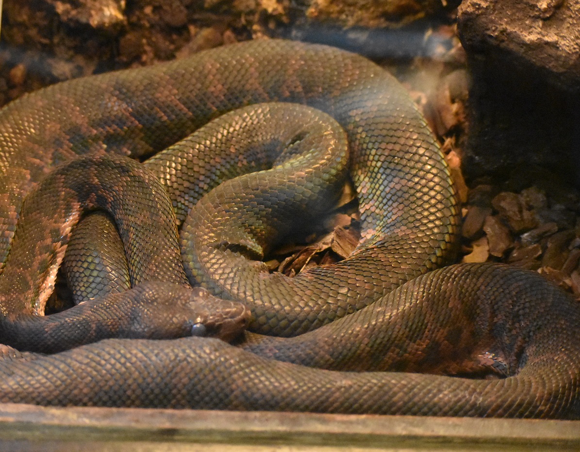 ZOOTOGRAFIANDO (6.100 ANIMALS): BOA DE HAITÍ / HAITIAN BOA ...