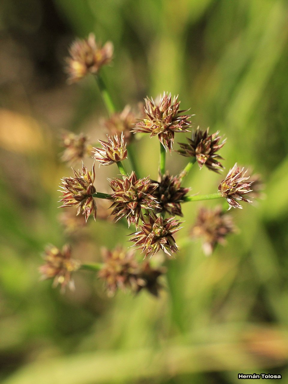 Flora Bonaerense: Junquillo (Juncus pallescens)
