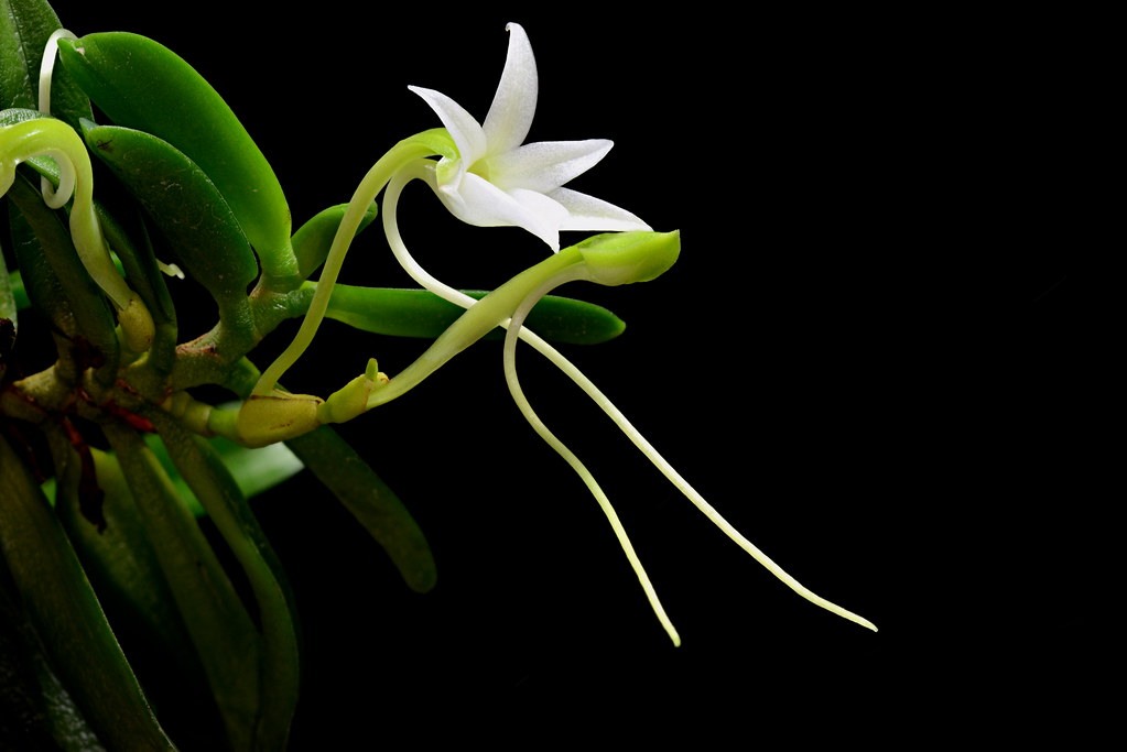 Angraecum equitans orchid plant care and culture | Travaldo's blog