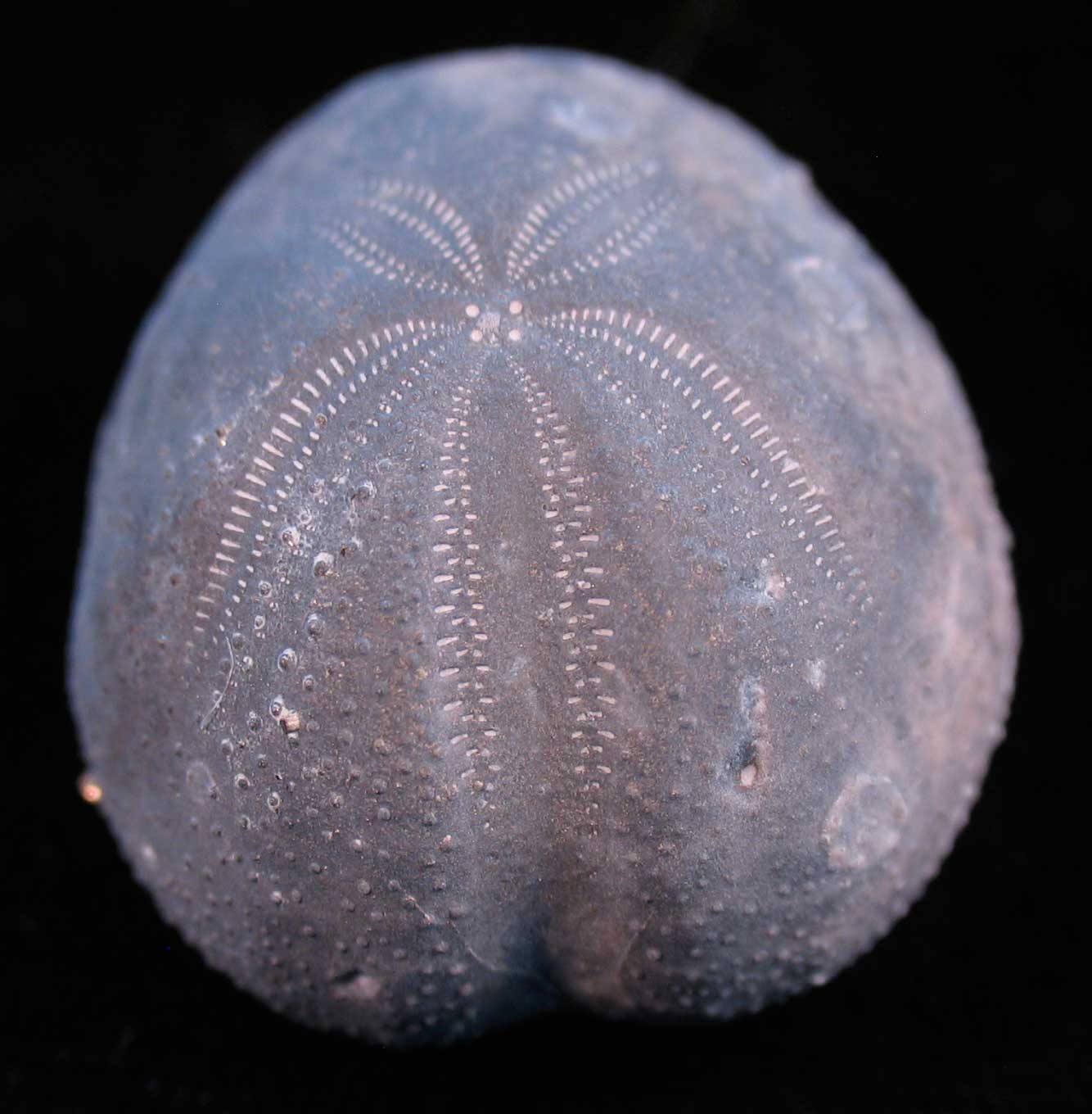 Louisville Fossils and Beyond: Prepped Echinoid from Chalk Matrix