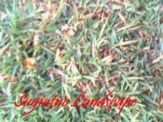 Rumput Babat | rumput berdaun halus | rumput penutup tanah | rumput ...