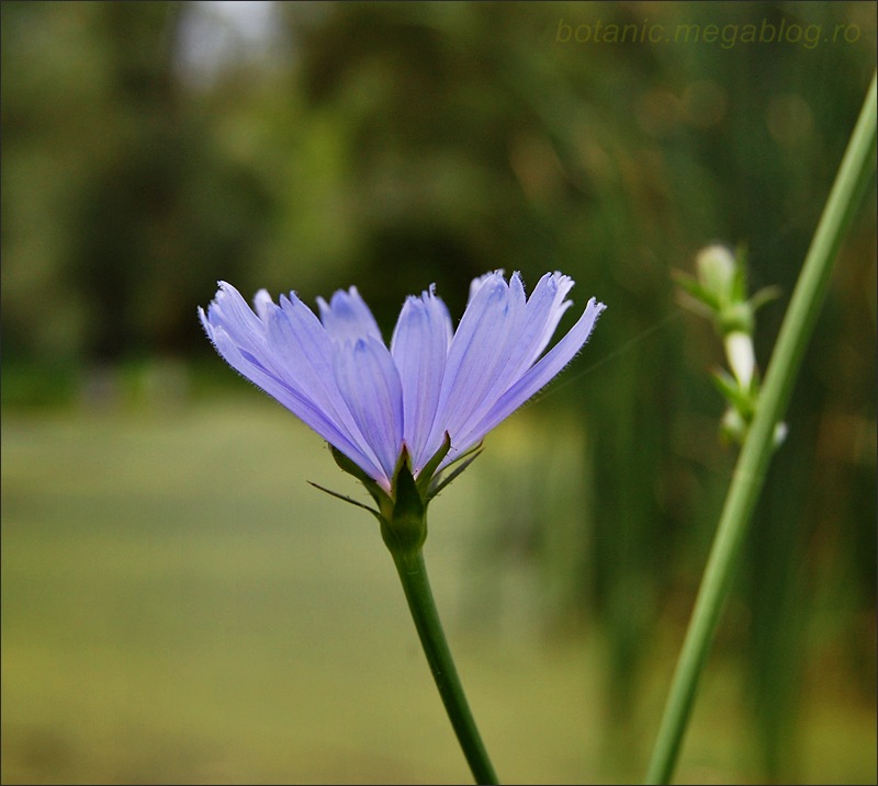 Retetele Amaliei: Cicoarea