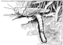 etapa del desarrollo embrionario de insectos