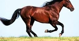 CAVALLI: Monta Western, Razze, Caratteristiche...: IL COLORE DEL MANTELLO