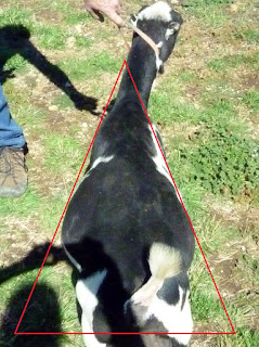 Conformation Basics .... Why Conformation Matters: The Dairy Triangles