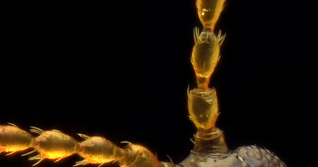 ムシをデザインしたのはダレ？: 笹と鞘の隙間 / その驚く光景 -その5-