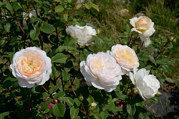 330 Crocus Rose - РОЗЫ В МИНСКЕ! Саженцы, посадка, уход!