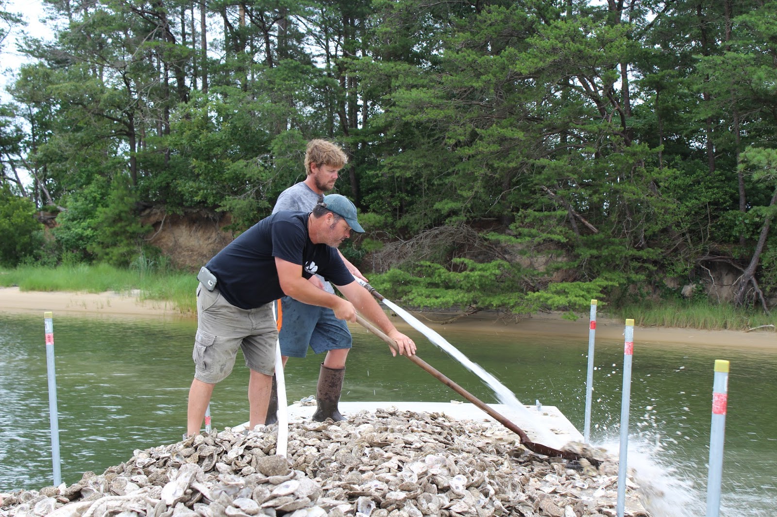 Penny Creek Oyster Farms: | Planting Shells