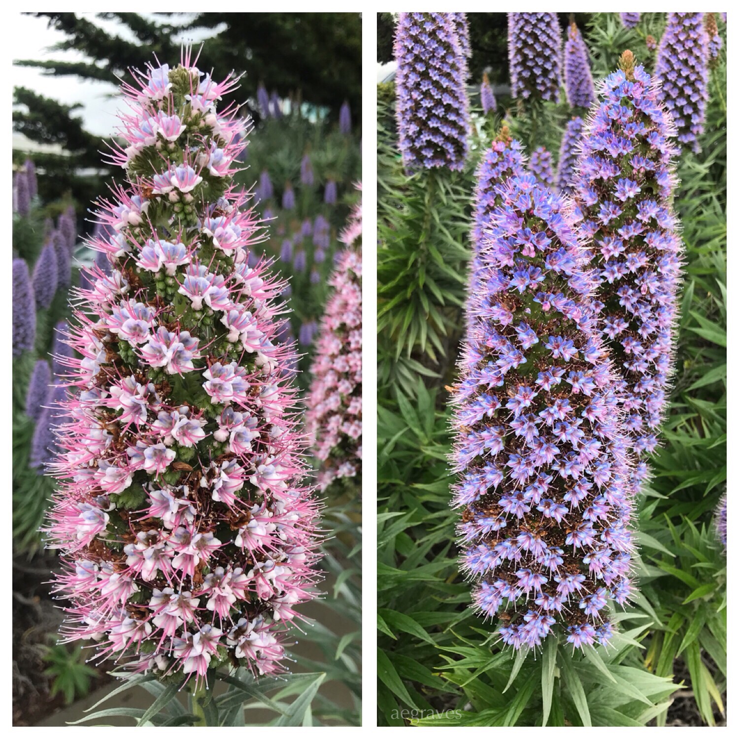 Mobilelene: Early giant echium
