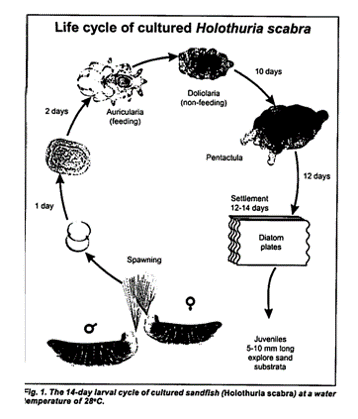 AQUA ANIMALIA: CULTURE OF SEA CUCUMBER