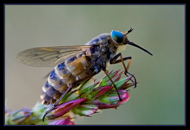 Animales: El Tábano