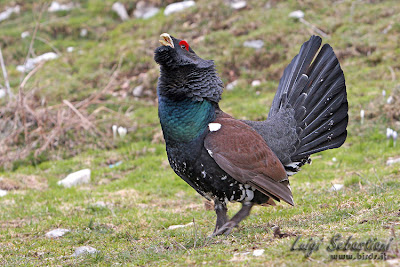 Gino Sartori: maggio 2012