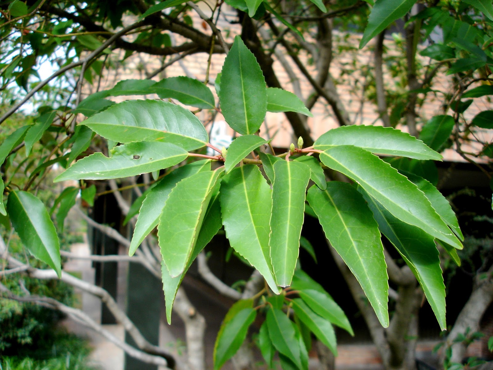 Árboles con alma: Laurel de Portugal. Loro. (Prunus lusitánico)