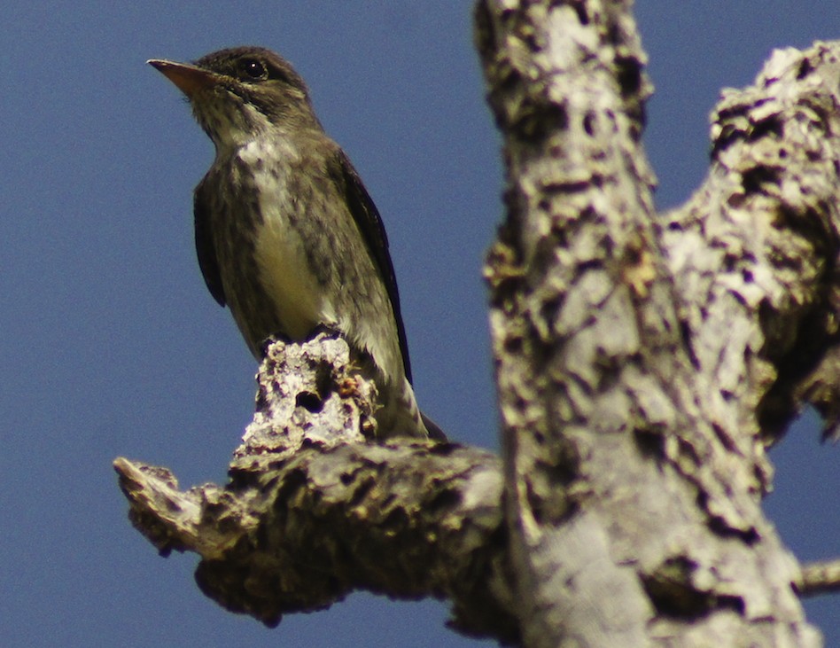 Birding Is Fun!: The Empid Enigma: To Catch a Flycatcher