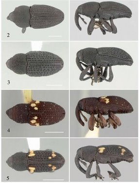Vivero Tamurahual: Plagas y Enfermedades II