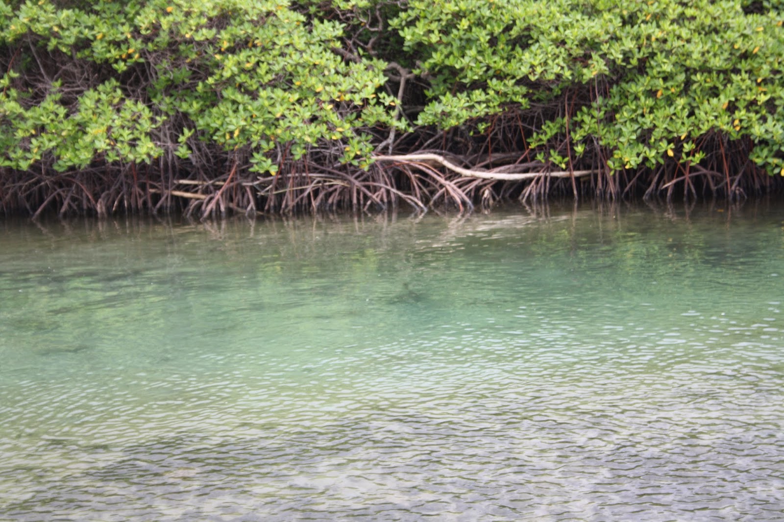 Punta Galeta "Manjar de Biodiversidad": Pastos Marinos