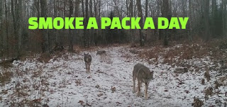 Mountain Mann Survival: SMOKE A PACK A DAY