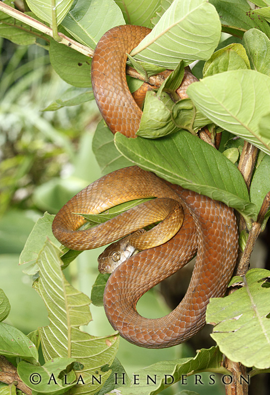 Snakes: Snakes In The Rainforest