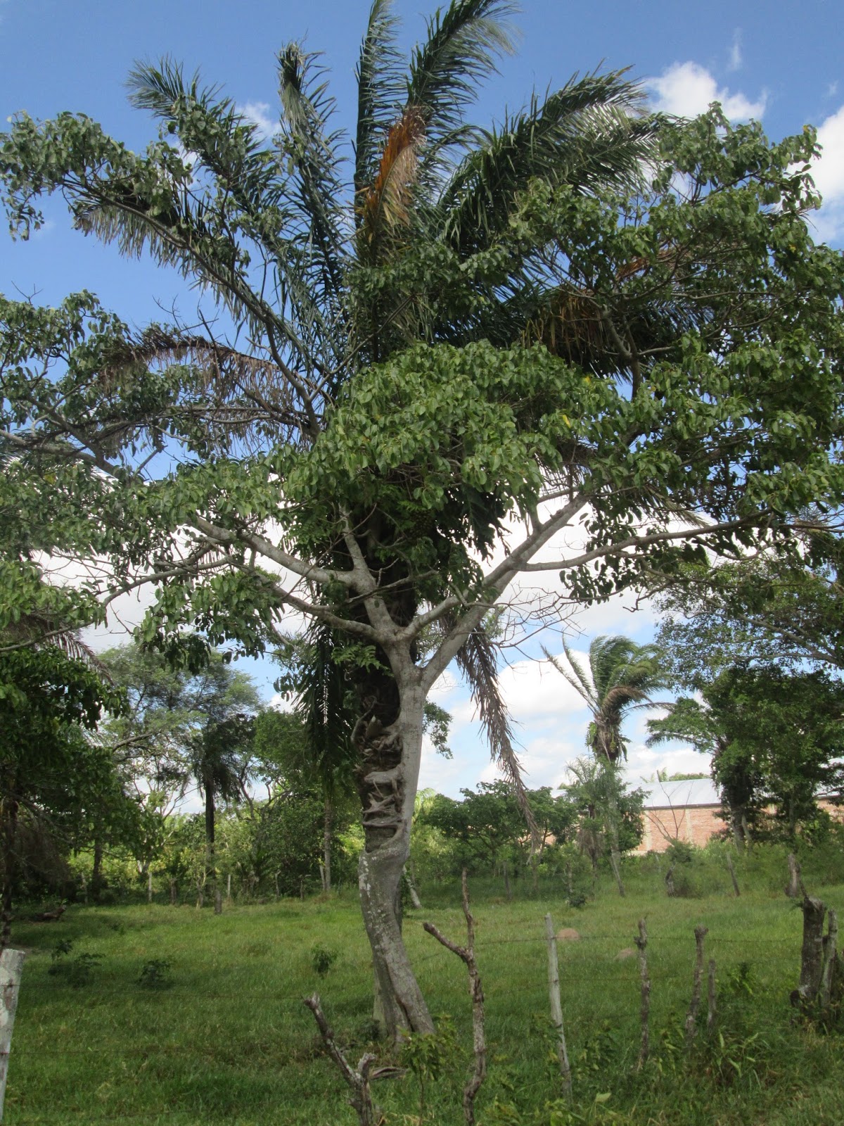 CRONACHE BOLIVIANE: Il bibosi nel motacù