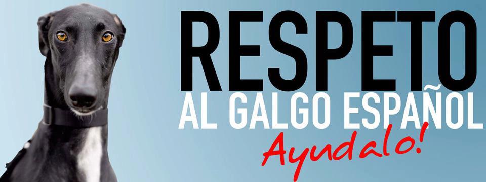 NOBLE GALGO: "POTRO, PERRO FAMÉLICO".