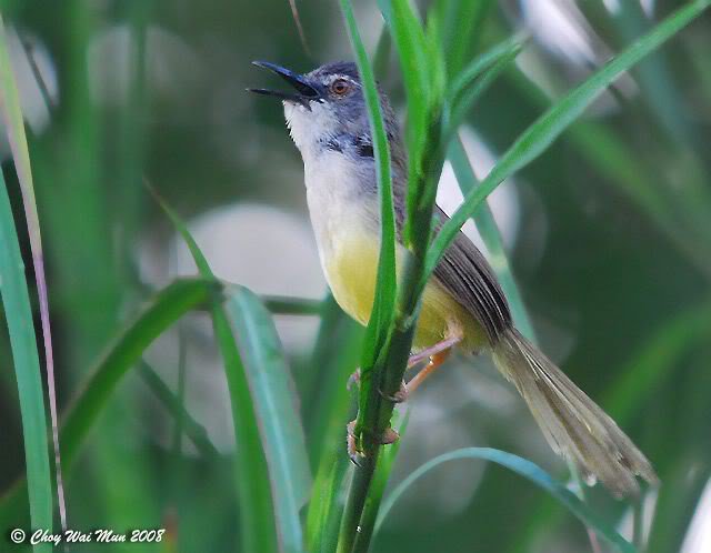 Gambar macam-macam Ciblek | Info Burung Kicauan