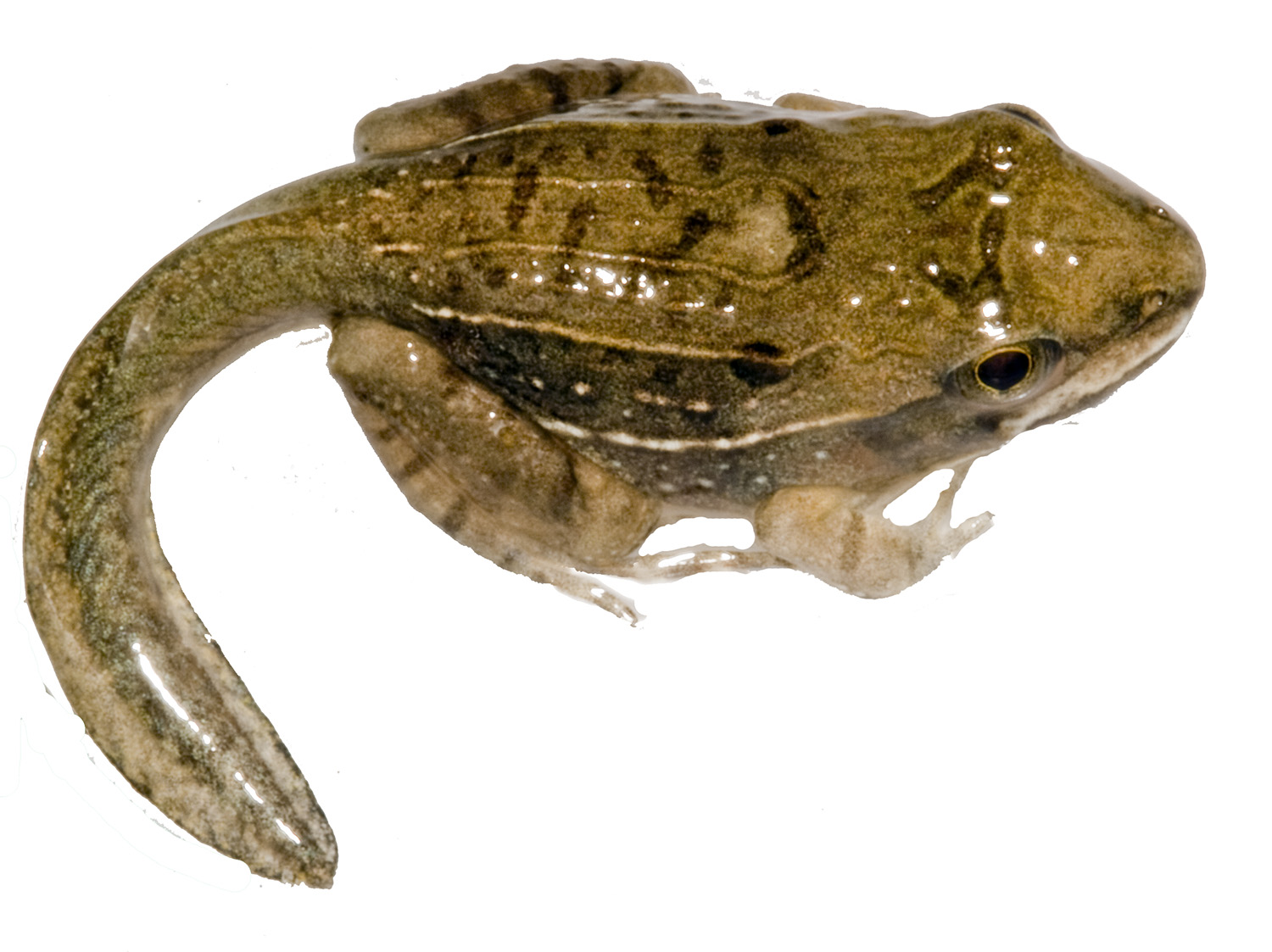 The Herpetology of Trinidad and Tobago: The Whistling Frog ...