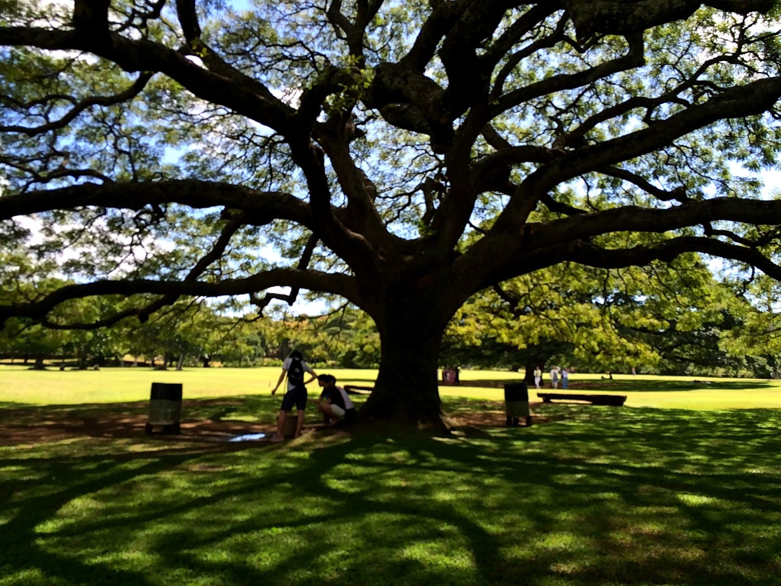 Aloha from Hawaii: The Hitachi tree
