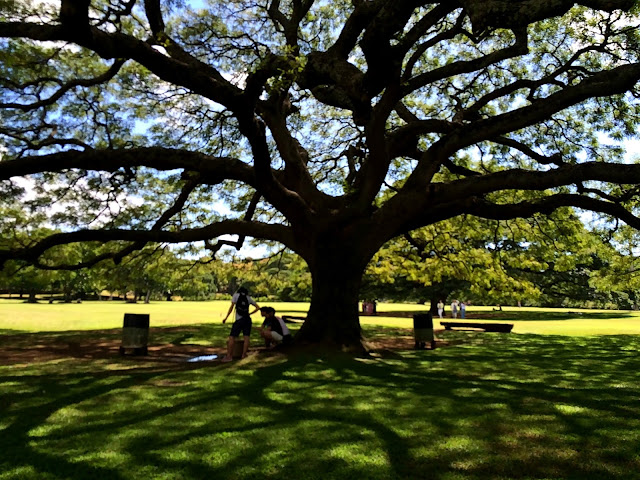 Aloha from Hawaii: The Hitachi tree