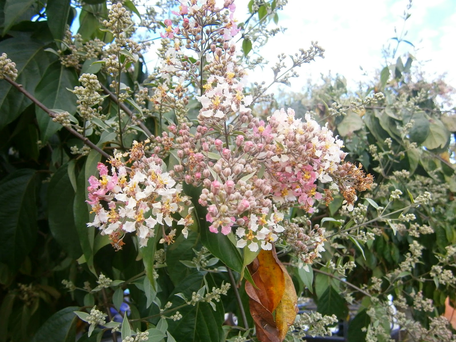 Zelando pela Chacrona e pelo Jagube: Segunda Floração do Jagube!