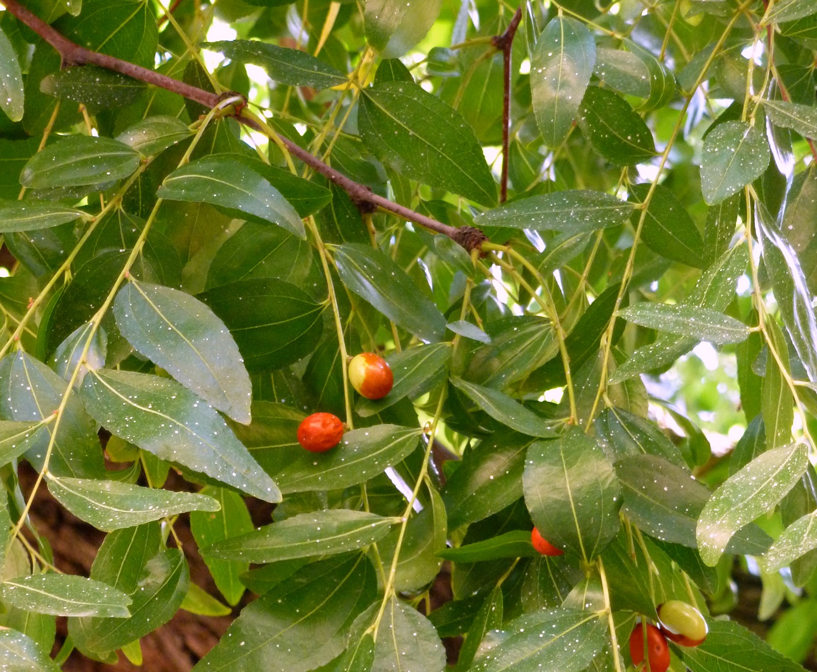 Árboles con alma: Jinjolero. Azufaifo. Ginjoler. (Zizyphus jujuba)