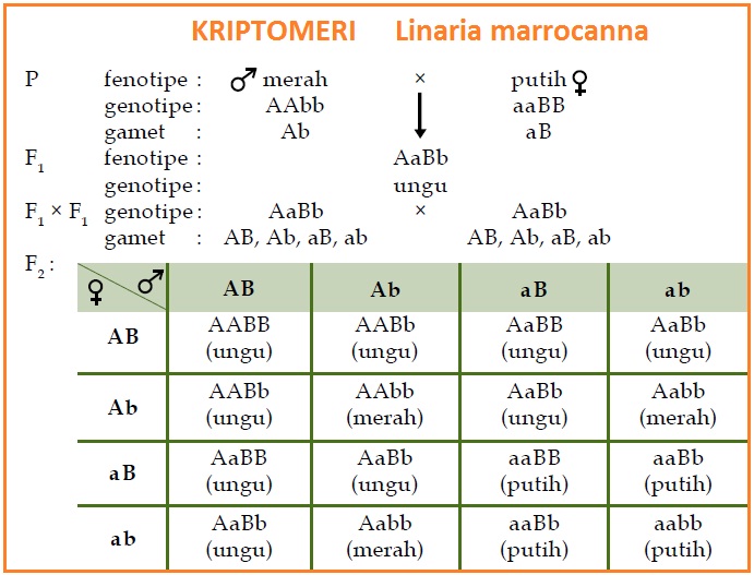 Pola Hereditas Menurut Hukum Mendel ~ Belajar Biologi SMA