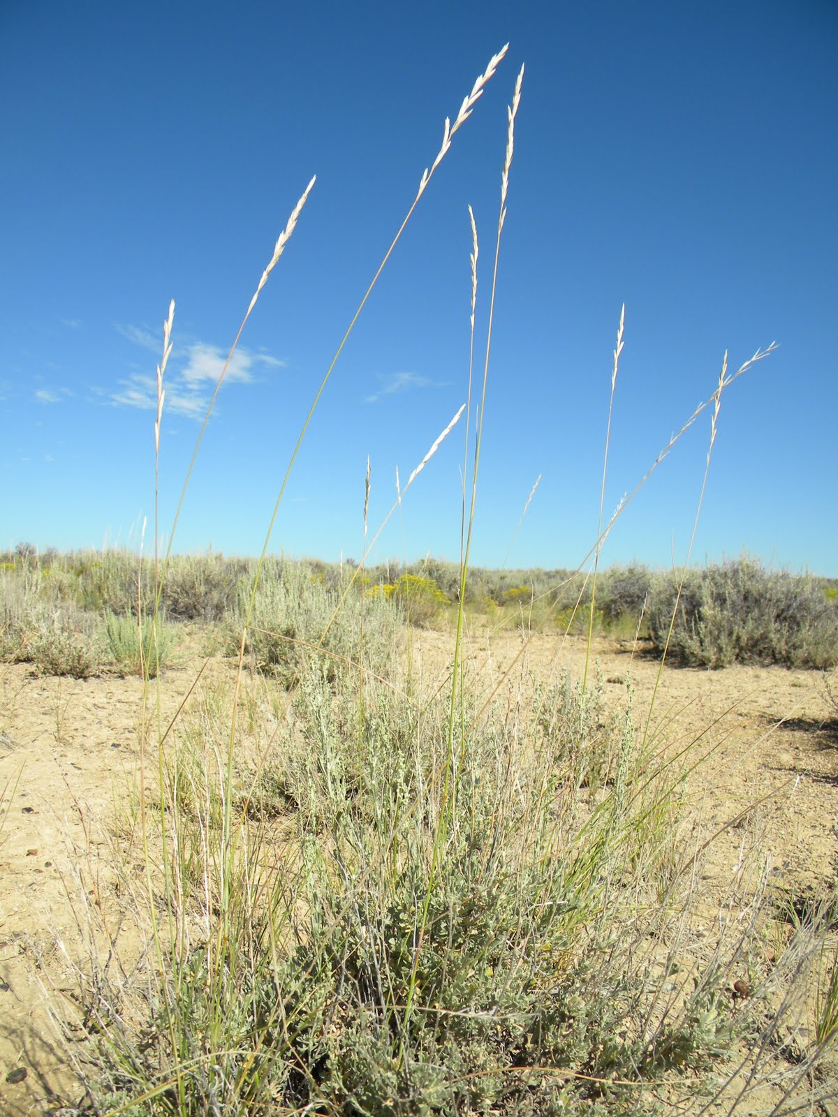 Sweetwater County Plant ID Field Trip