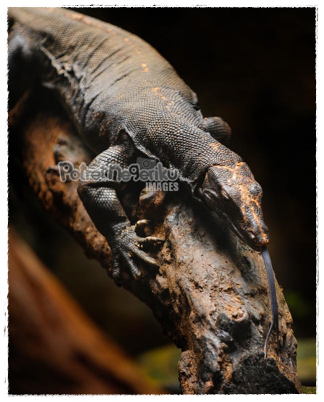 Gambar Biawak | Dunia Binatang
