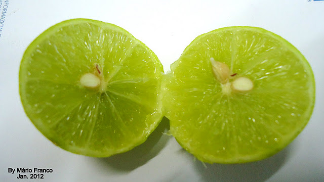 Meu Cantinho Verde: LIMÃO-GALEGO - ( Citrus aurantifolia )
