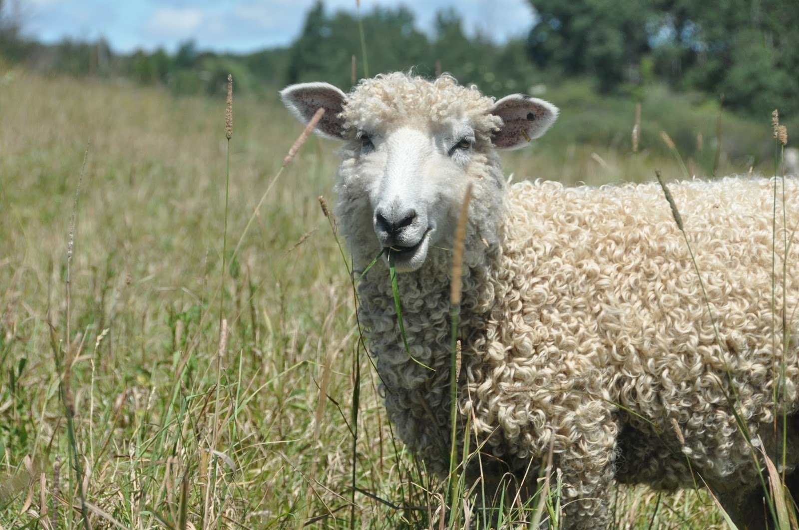 Knee Deep in Sheep: Sheep Shots