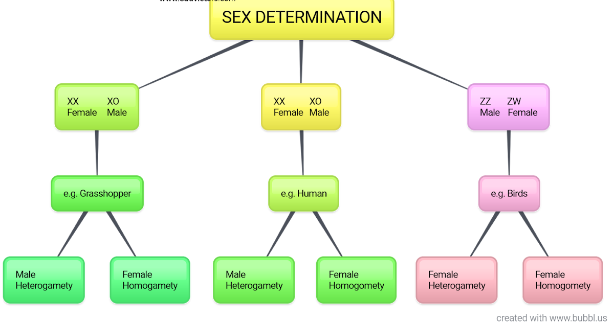 CBSE Papers Questions Answers MCQ CBSE CLASS 12 Biology CH CBSE Papers Questions Answers MCQ CBSE CLASS 12 Biology CH