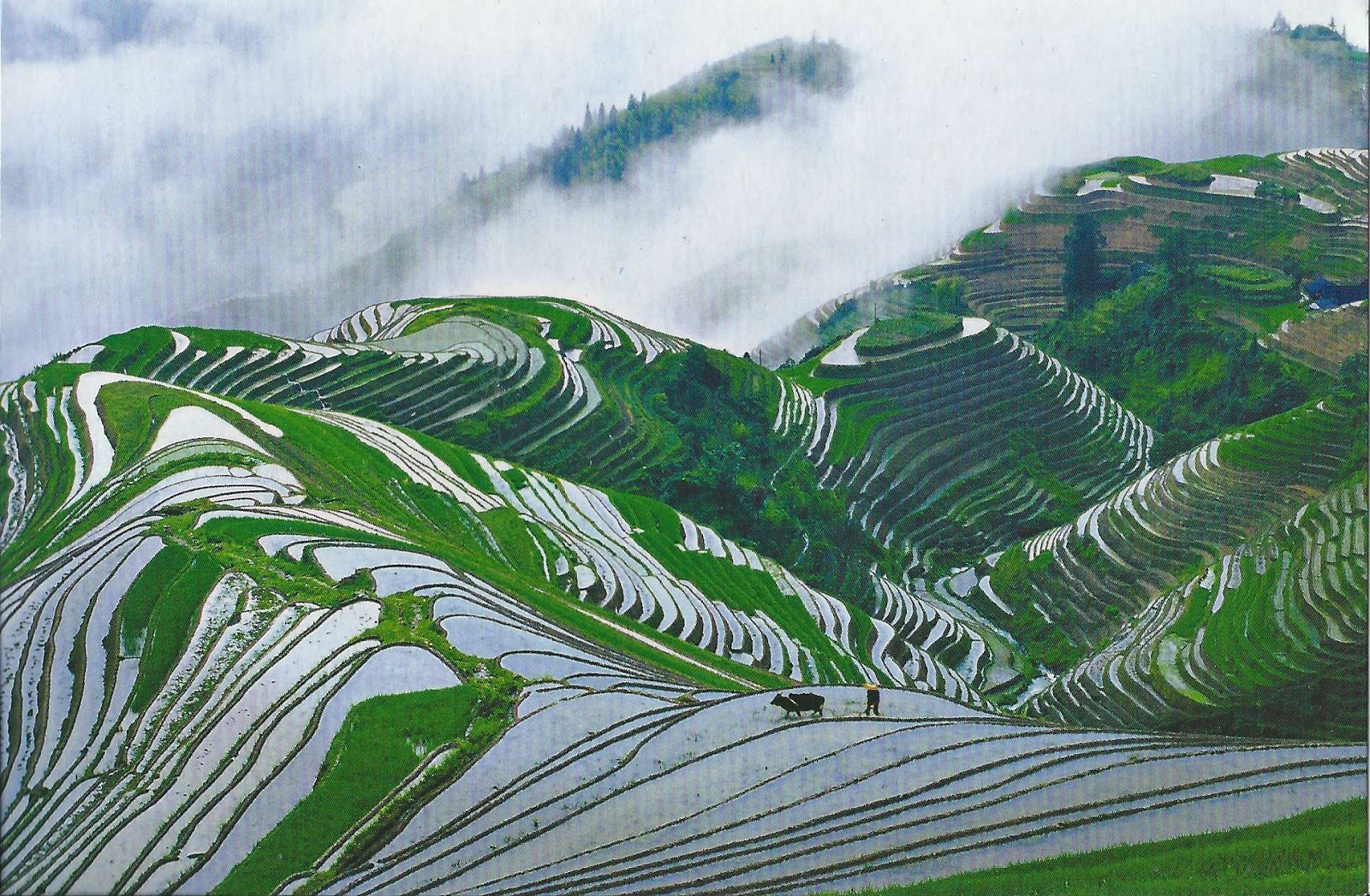 A Journey of Postcards: Terraced Rice Fields, China