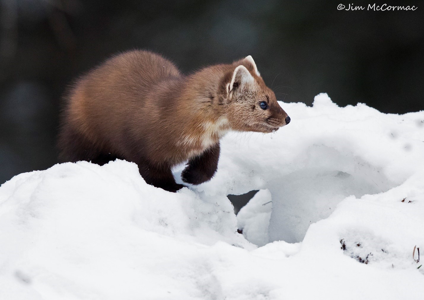 Ohio Birds and Biodiversity: American marten!!