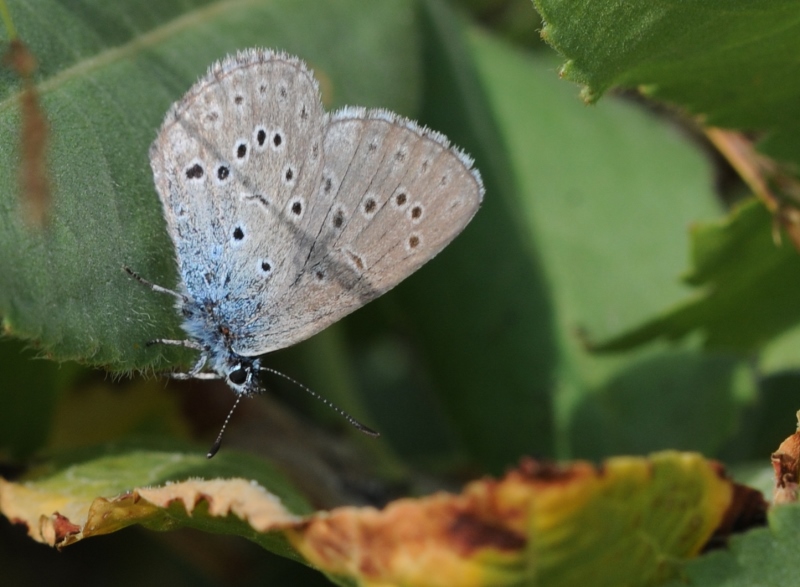 Butterflies of Turkey: Phengaris rebeli / Mountain Alcon Blue / Rebel ...