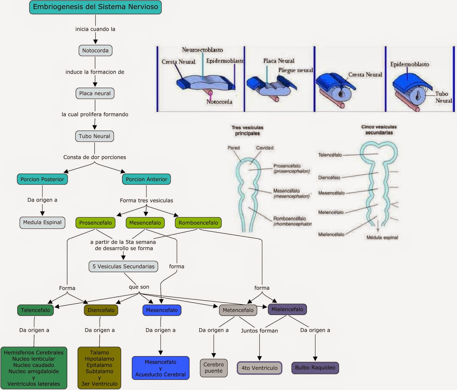 Blog de Fisiologia Medica de Miguel Angel Rivera Arce: Diagrama con ...