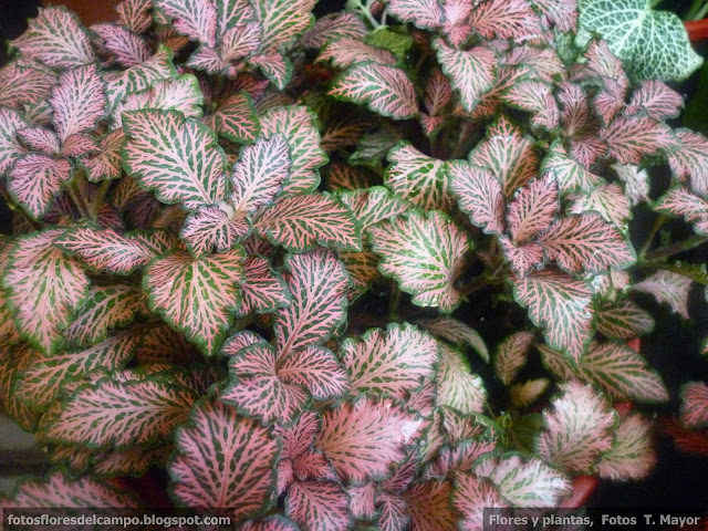 Flores y plantas silvestres: " Fittonia verschaffeltii ". Fitonia.