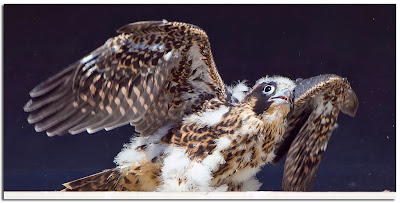 Owls & Others of Essex, MA: Young Peregrine Falcons - June 2011
