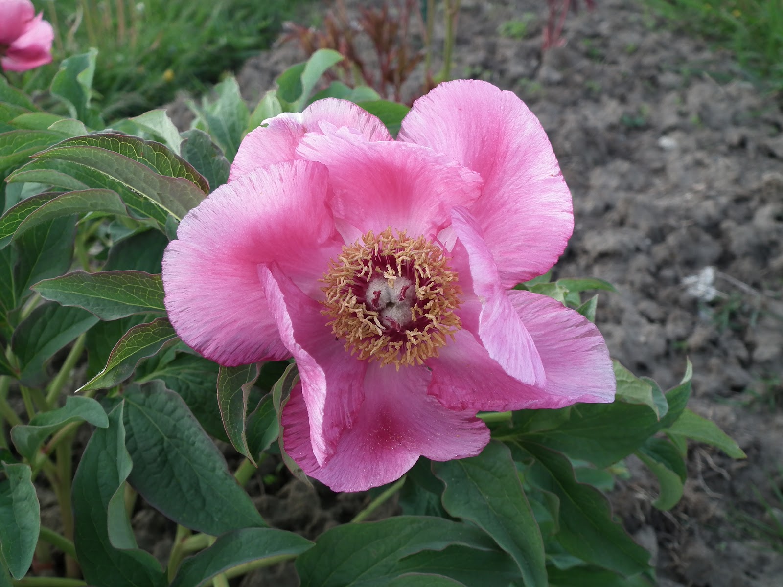 Peonies: Chocolate Soldier