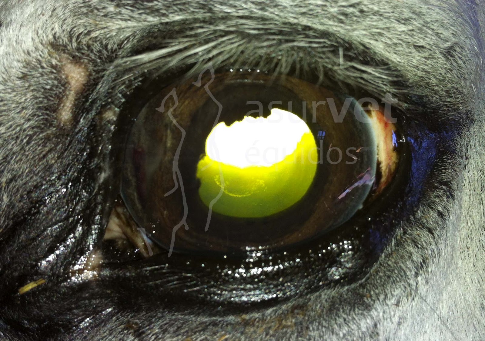 asurvet équidos: Uveitis Recurrente Equina
