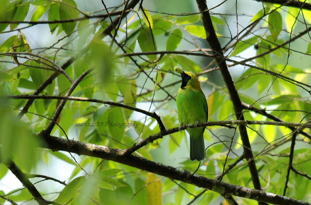 wanzai99 PHOTOGRAPHY: Burung Daun Sayap Biru