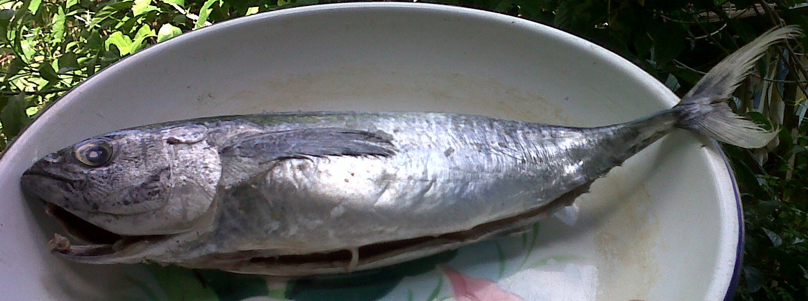 Resep Ikan Tuna Bumbu RW khas Manado - Resep caca