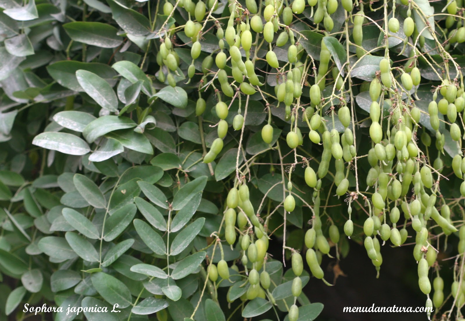 El Jardí de Menuda Natura: d’octubre 2012
