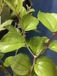 Paku Midin: 10 Khasiat dan Kelebihan Pokok Bidara